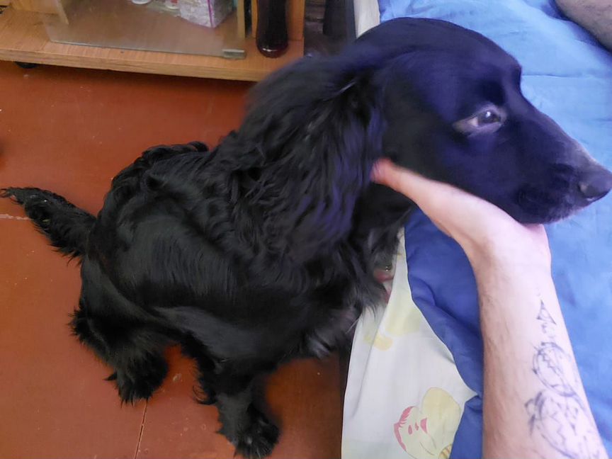 Продам взрослую собаку