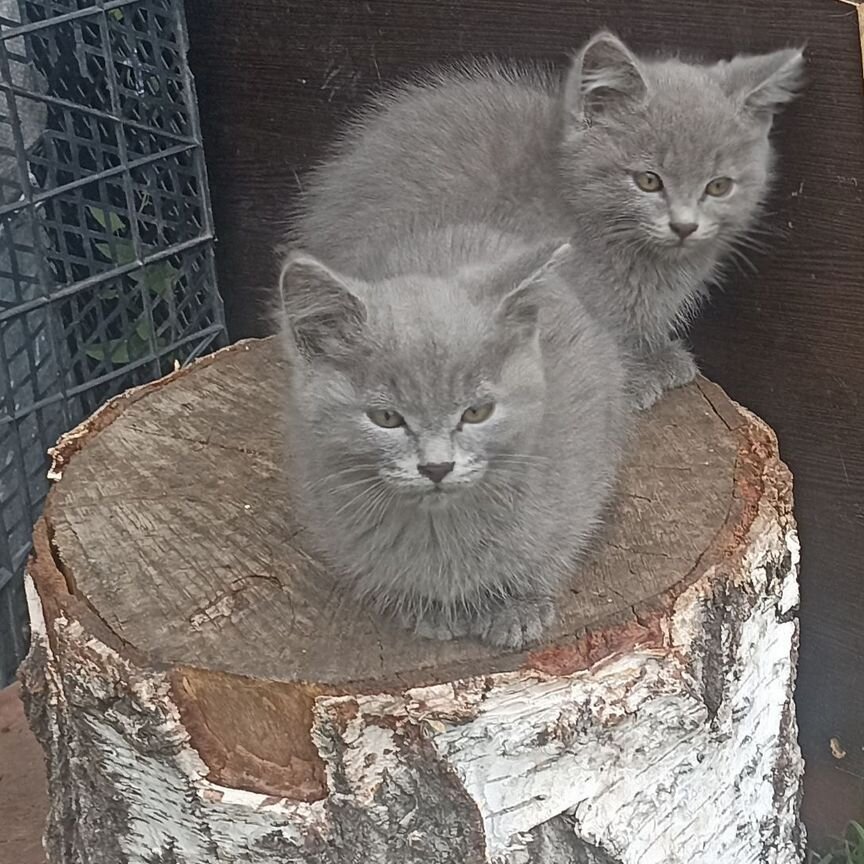 Котята в добрые руки котята, мальчики