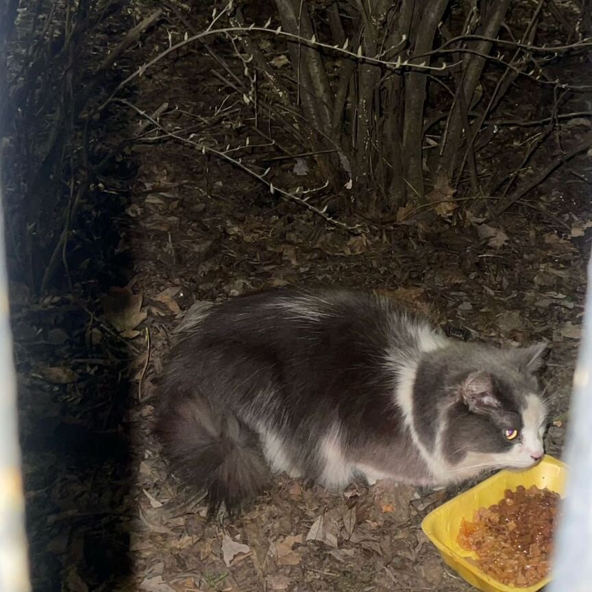 Выкинули красивого котика