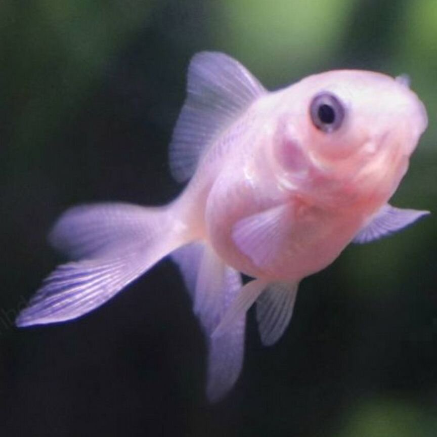 Оранда белая 2,5см (Carassius auratus “White Orand