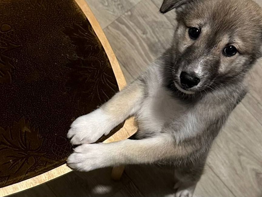 Щенки лайки и хаски