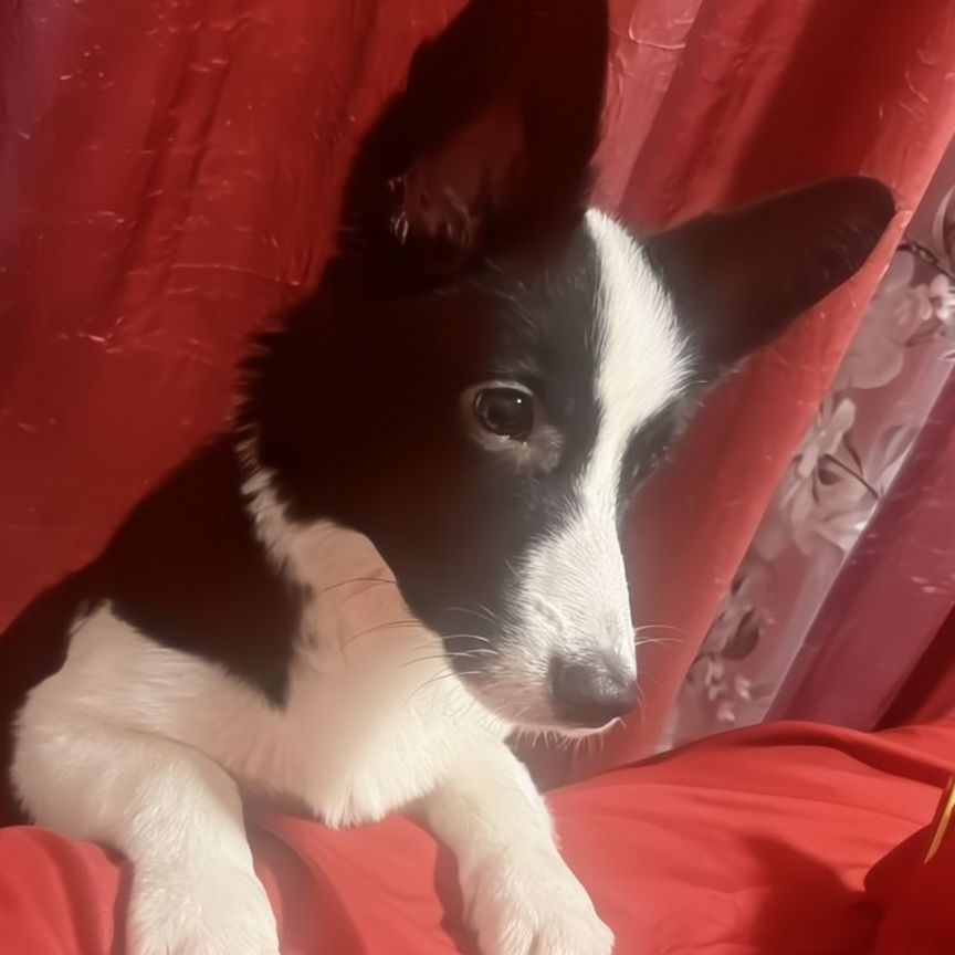 Вельш Корги Кардиган, щенок