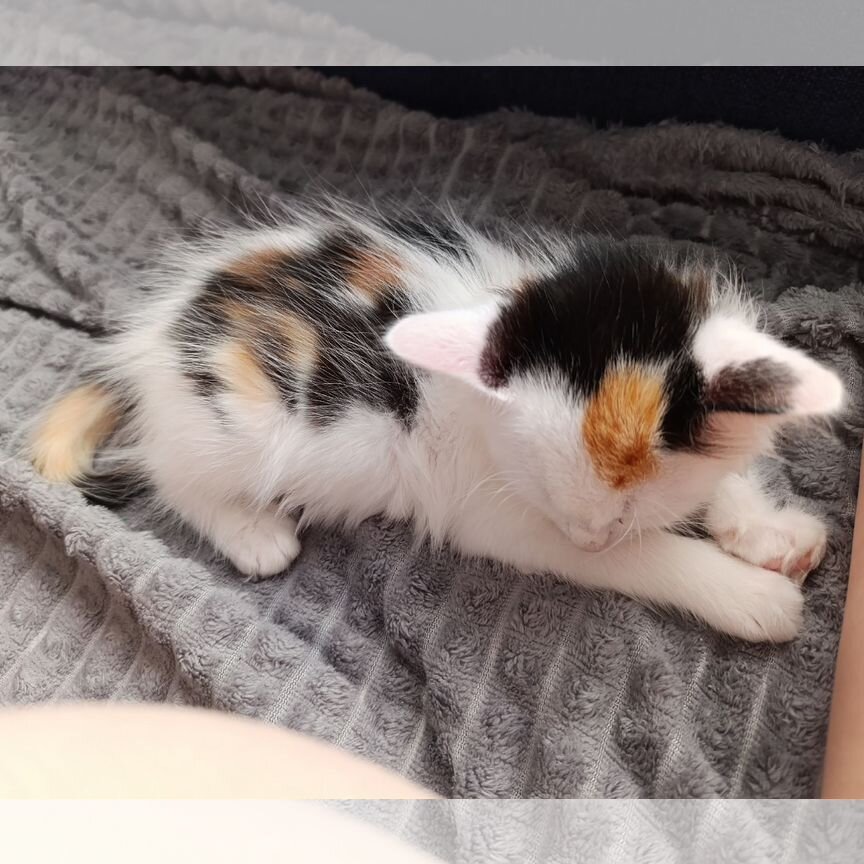 Кошечка