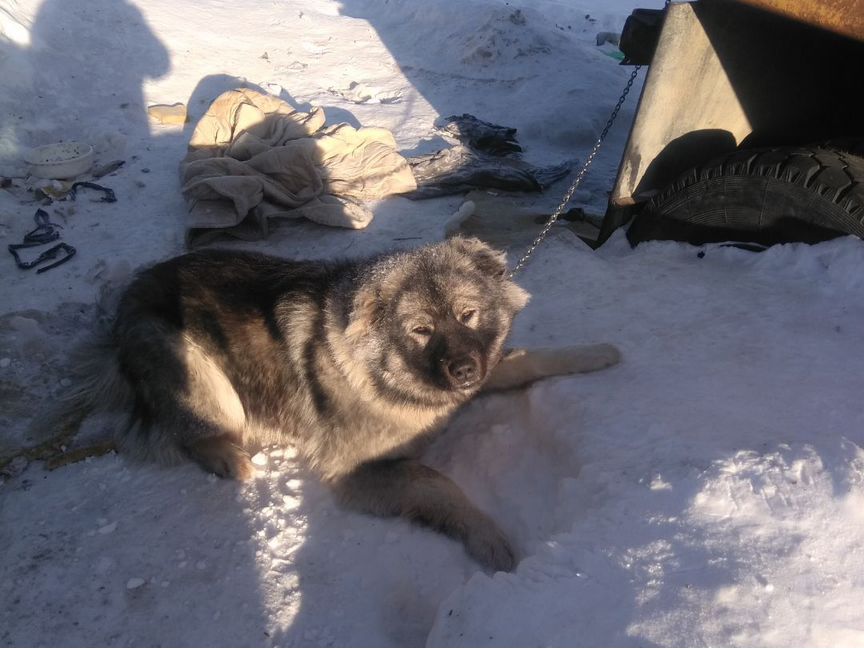 Кавказская овчарка в добрые руки