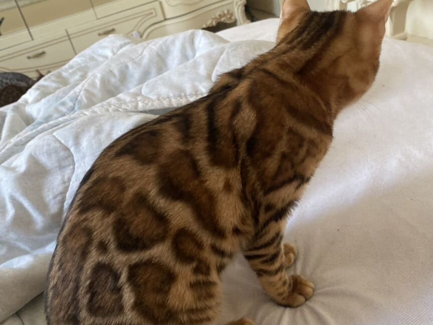 Бенгальскик котята с документами