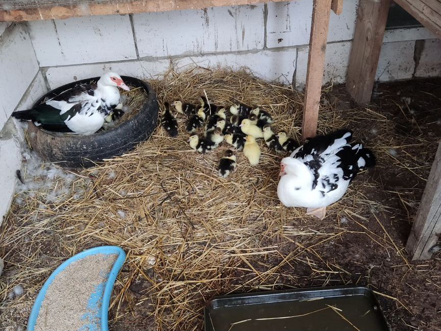 Домашняя птица утята