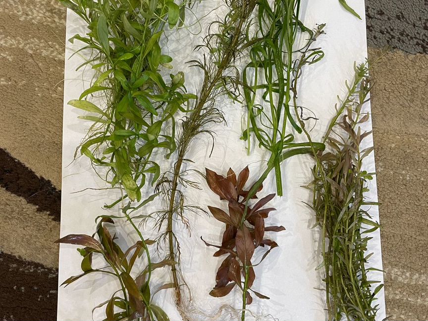 Аквариумные растения прополка