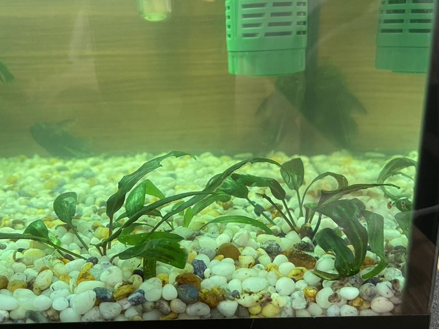 Аквариумные растения