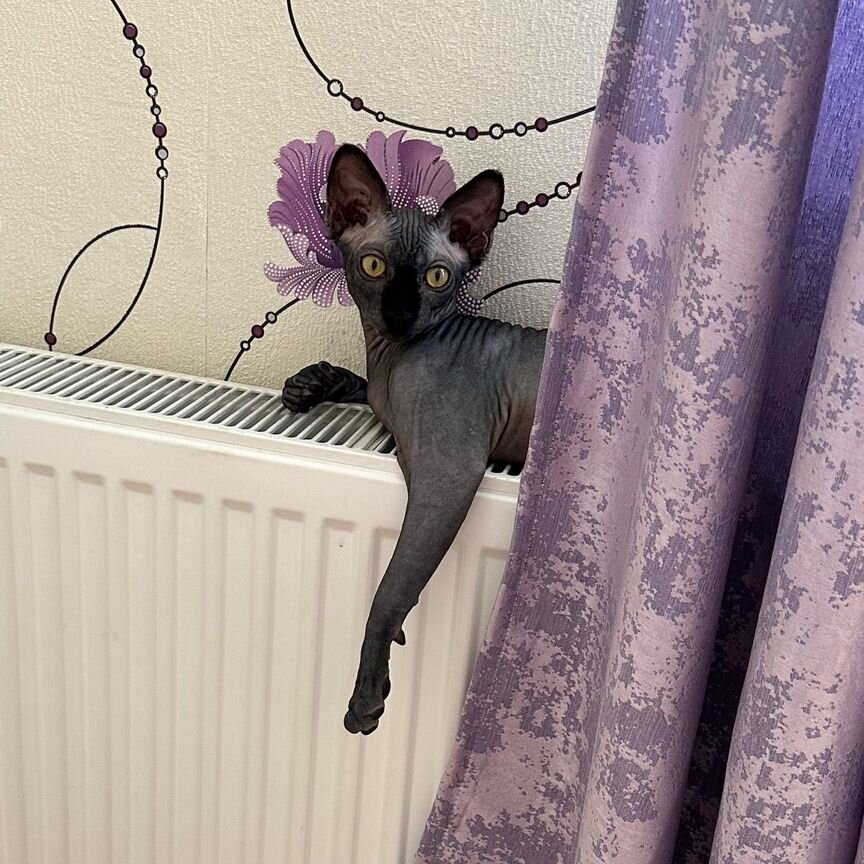 Кот на вязку