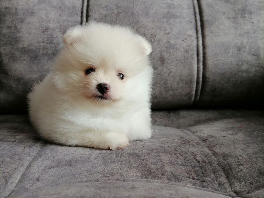 Мальчик померанчик