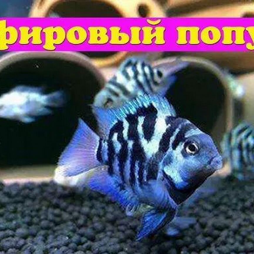Рыба