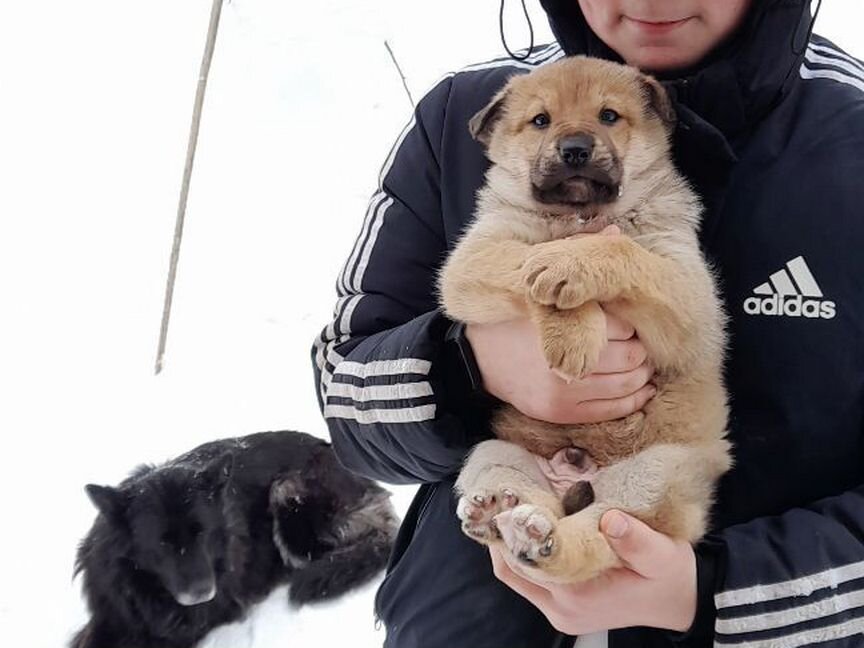 Собака в добрые руки