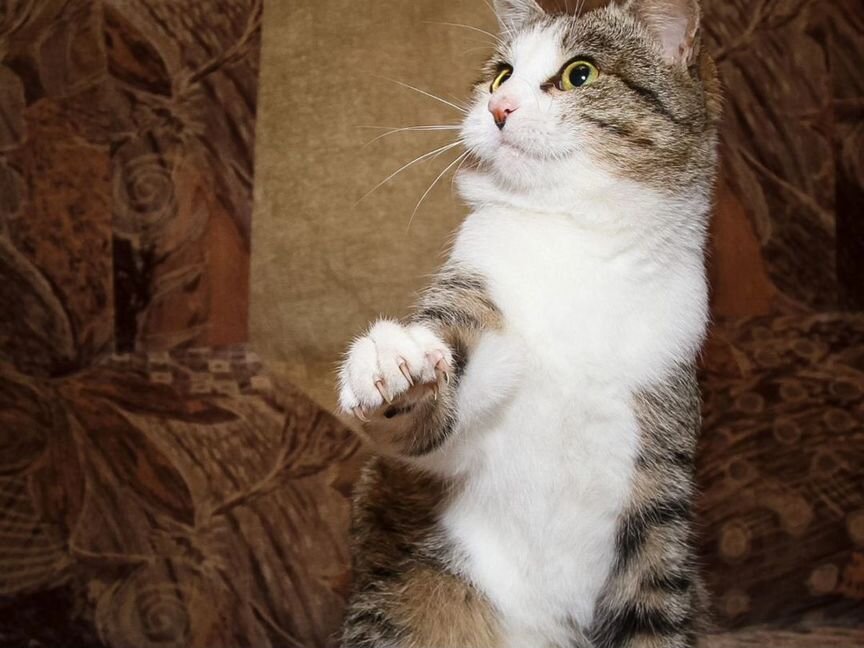 Котик по имени Котя