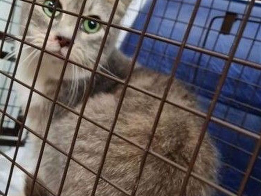 Кошечка в надежде на лечение