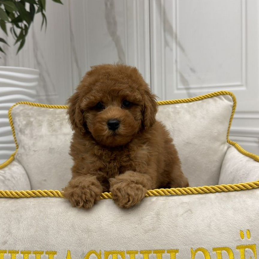 Той-пудель, щенок