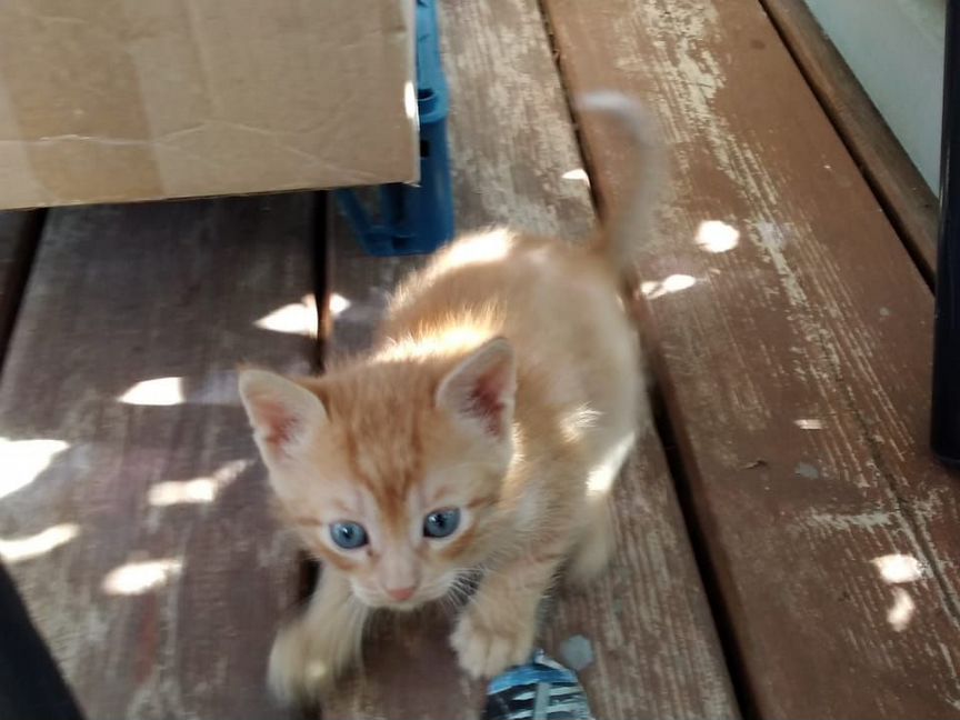 Котята в добрые руки бесплатно