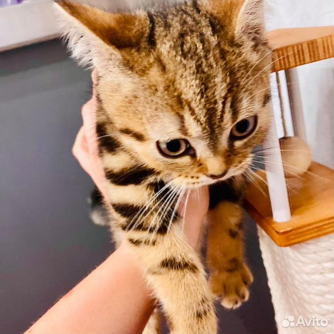 Британские котята табби