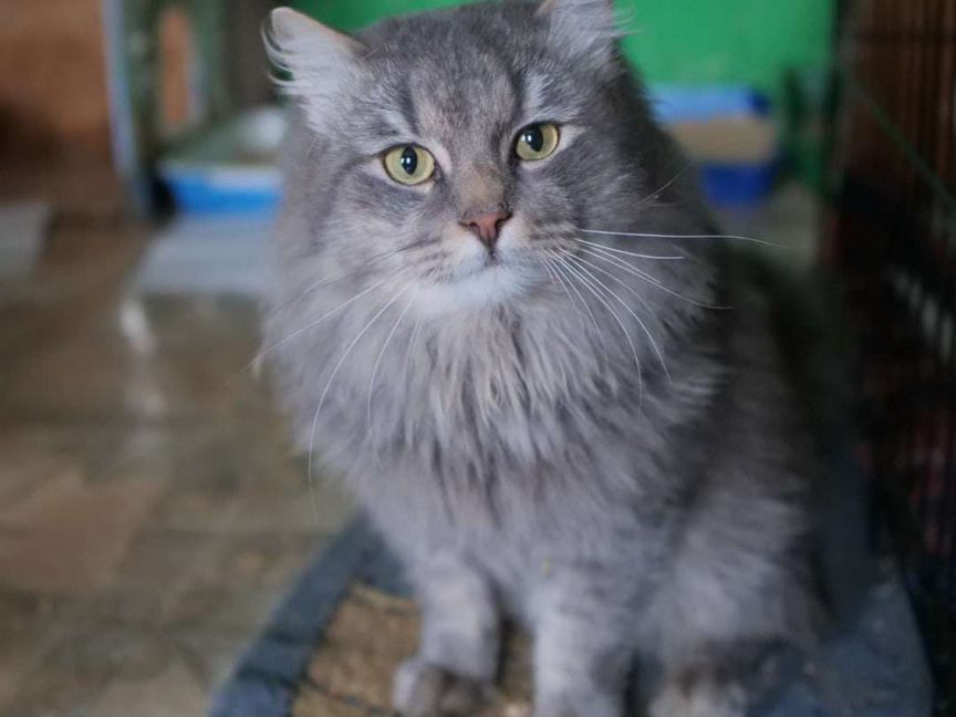 Сибирский кот