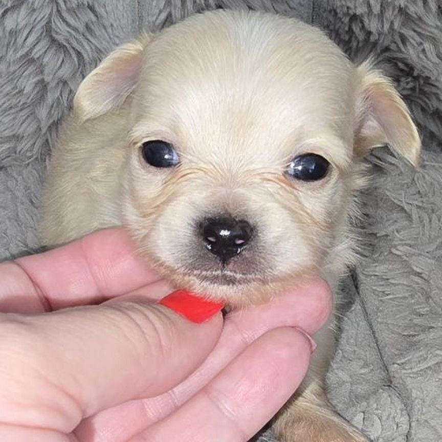 Щенки чихуахуа длинношерстные мини