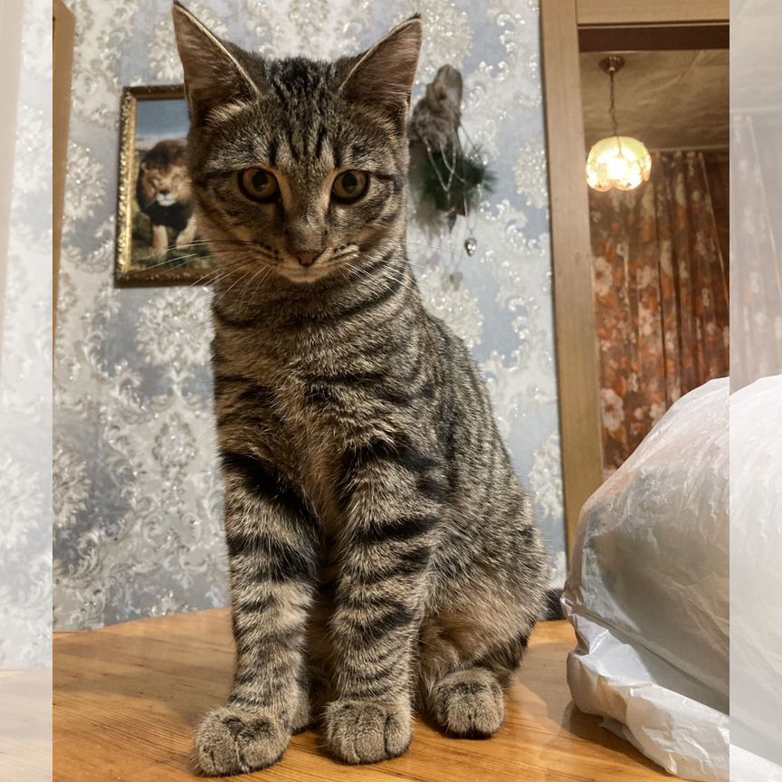 Котёнок в добрые руки