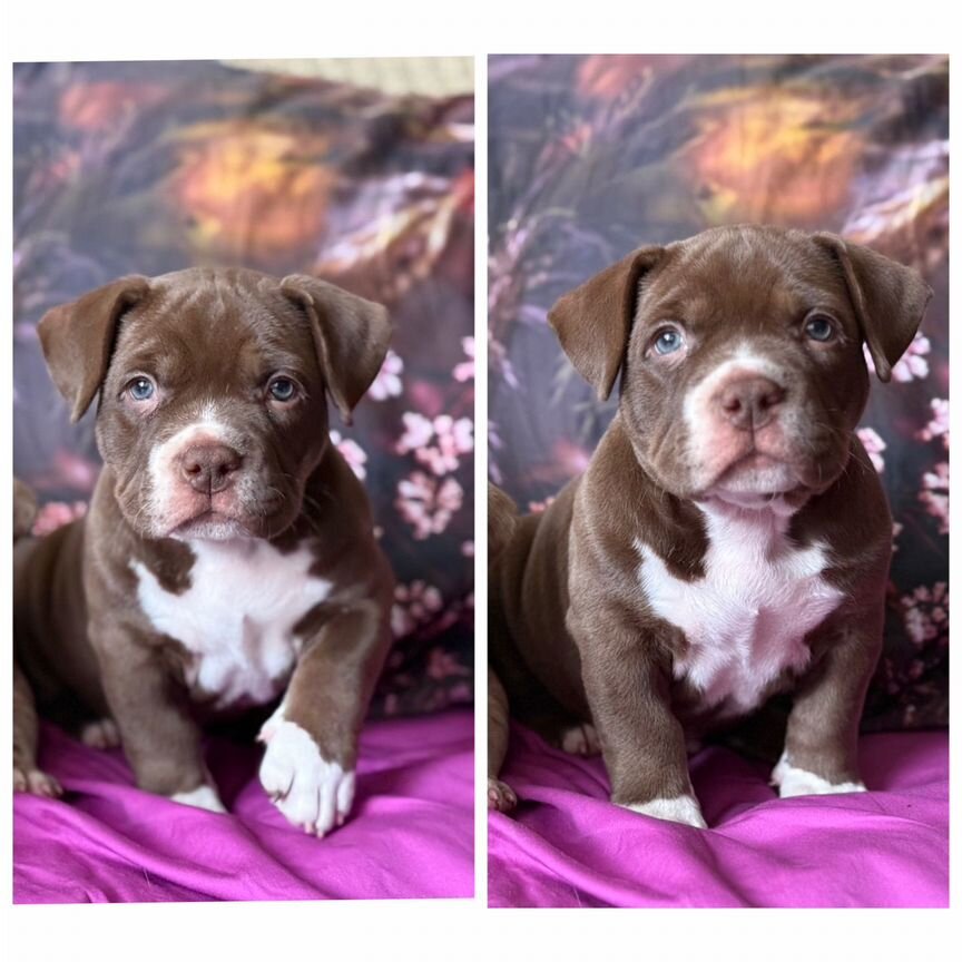 Американский булли мальчик