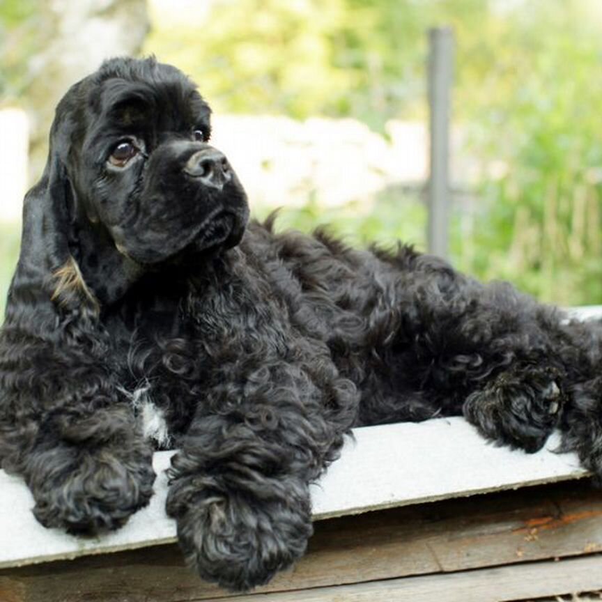 Кокер спаниель отдам