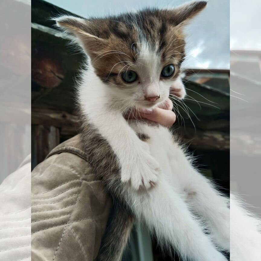 Котёнок в добрые руки
