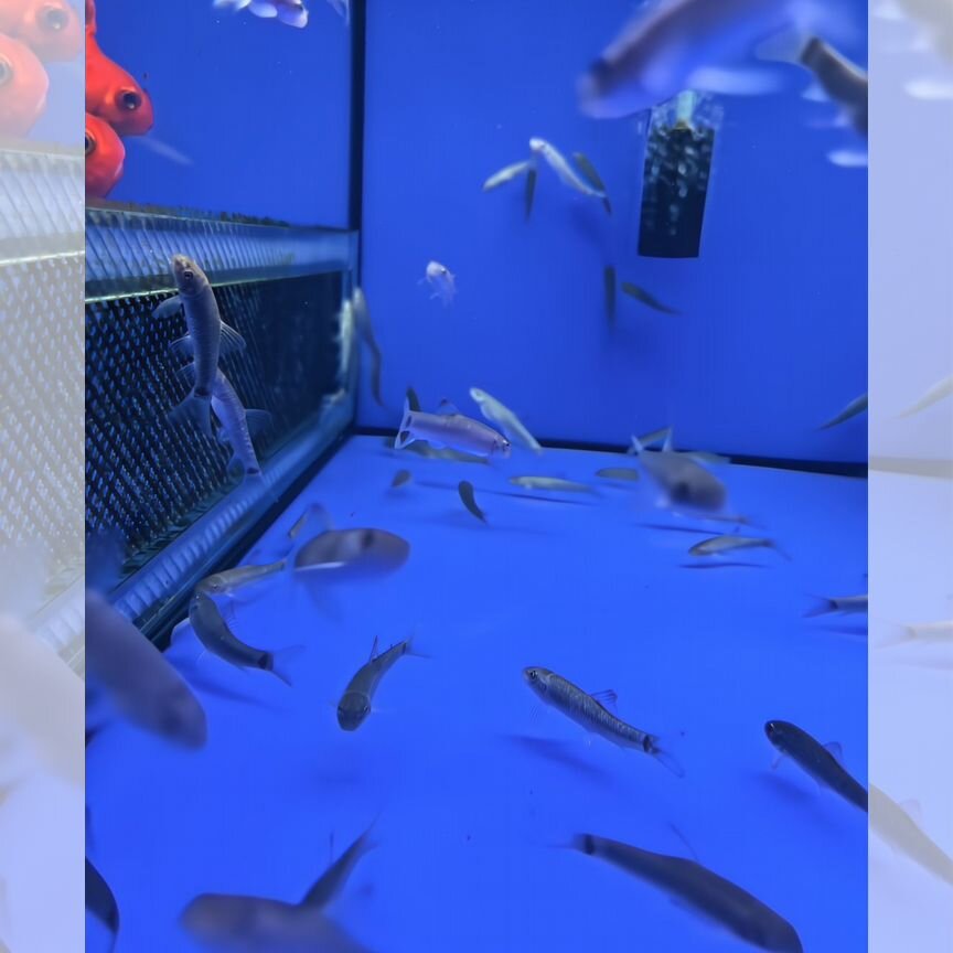 Аквариумная рыбка Гара руфа