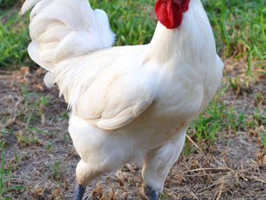 Инк.яйцо Бресс-гальские