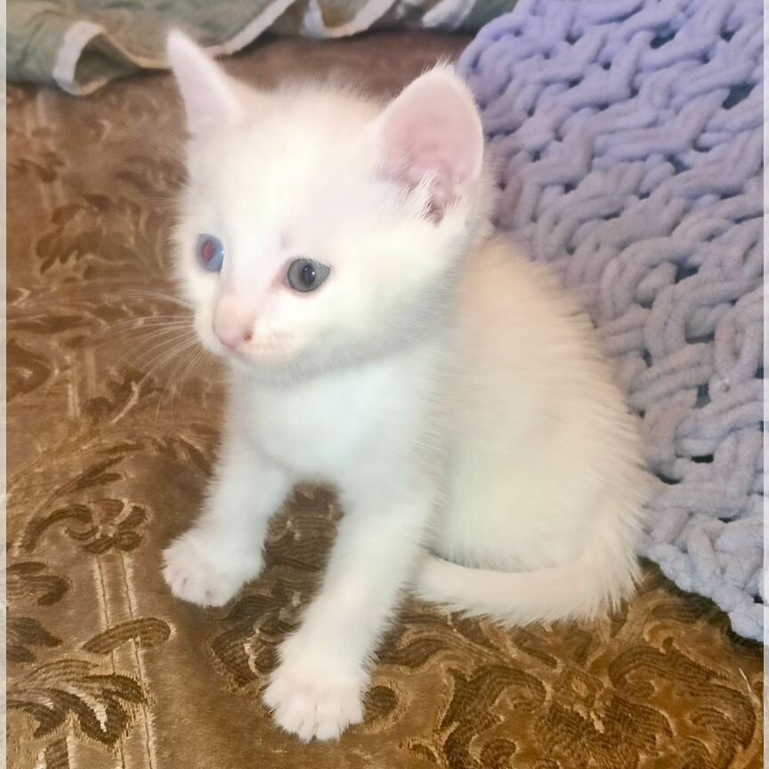 Британский короткошёрстный котёнок