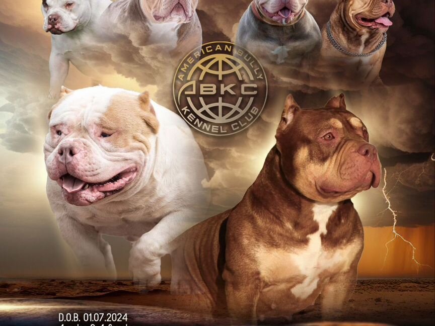 Американский булли покет щенки