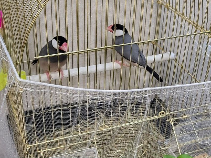 Рисовые амадины