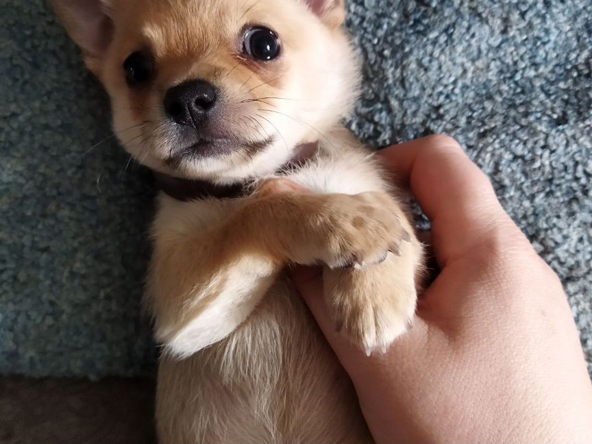 Щенок чихуахуа