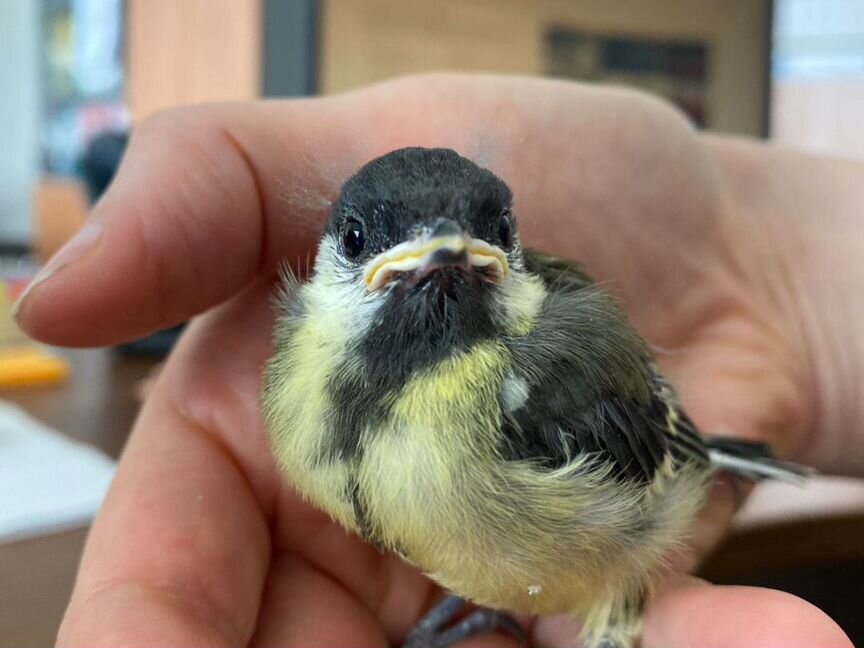 Птенец синицы