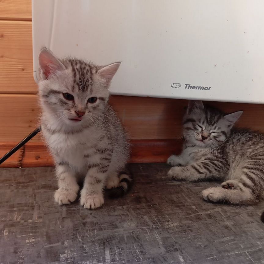 Котята от кошки мышеловки, привезу сам, с лотком