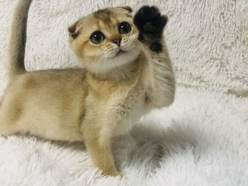 Котята золотая шиншилла