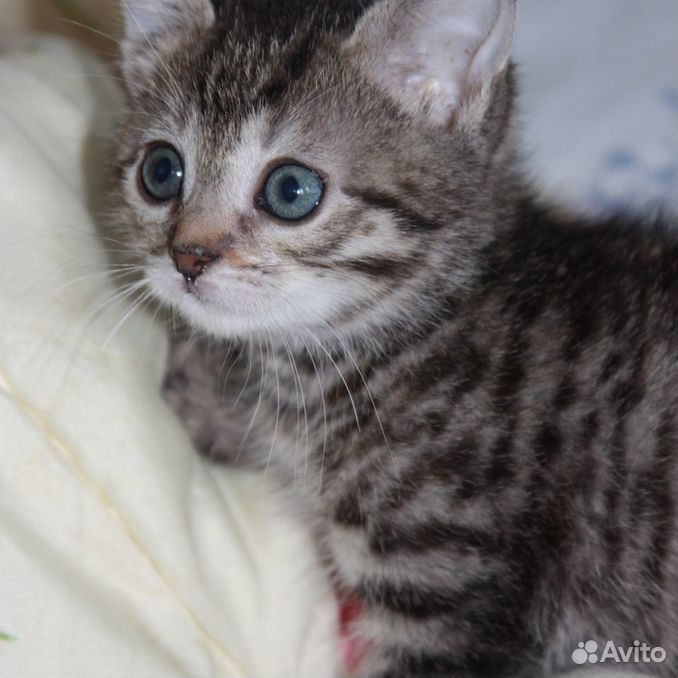 Котята 1,5 мес