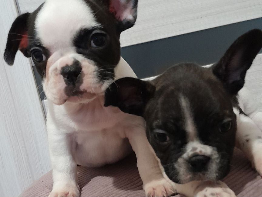 Щенок Французский бульдог