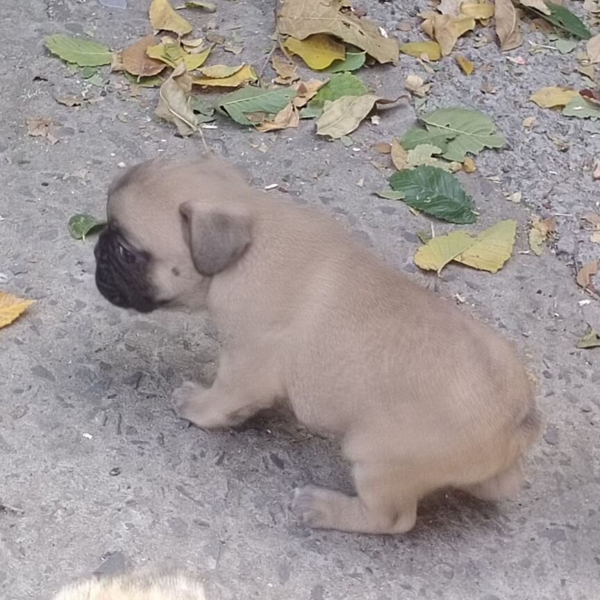 Продаются очень красивые и породистые щенята