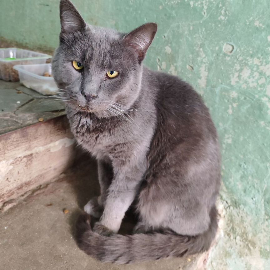 Взрослая, кошка в добрые руки