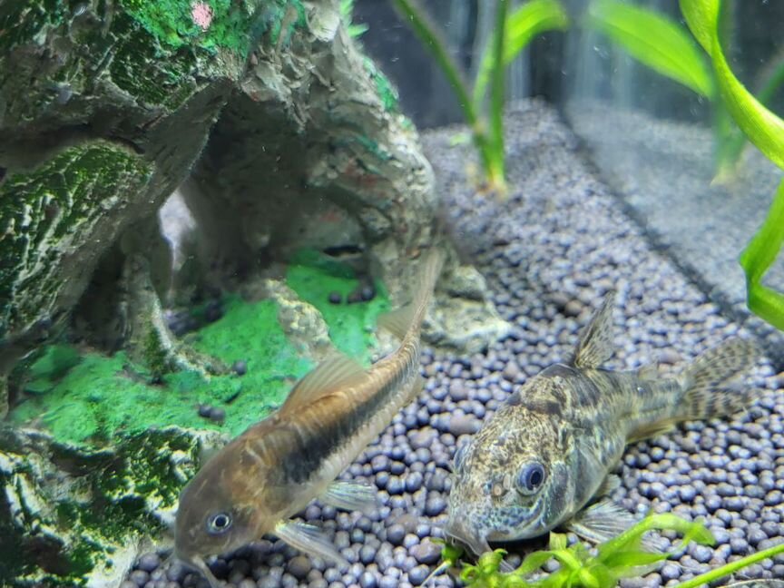 Сомики коридорасы