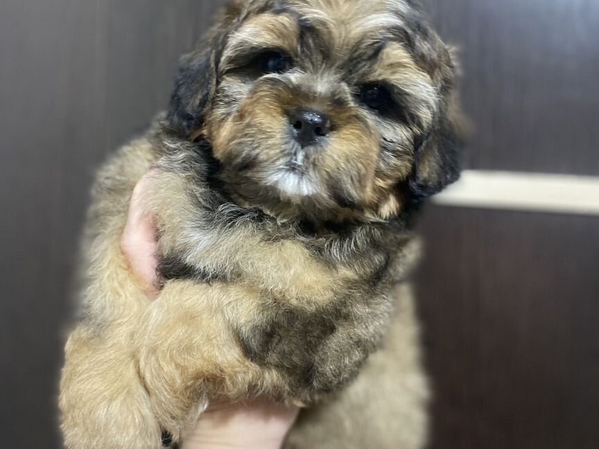 Мальчик 2 мес шипу