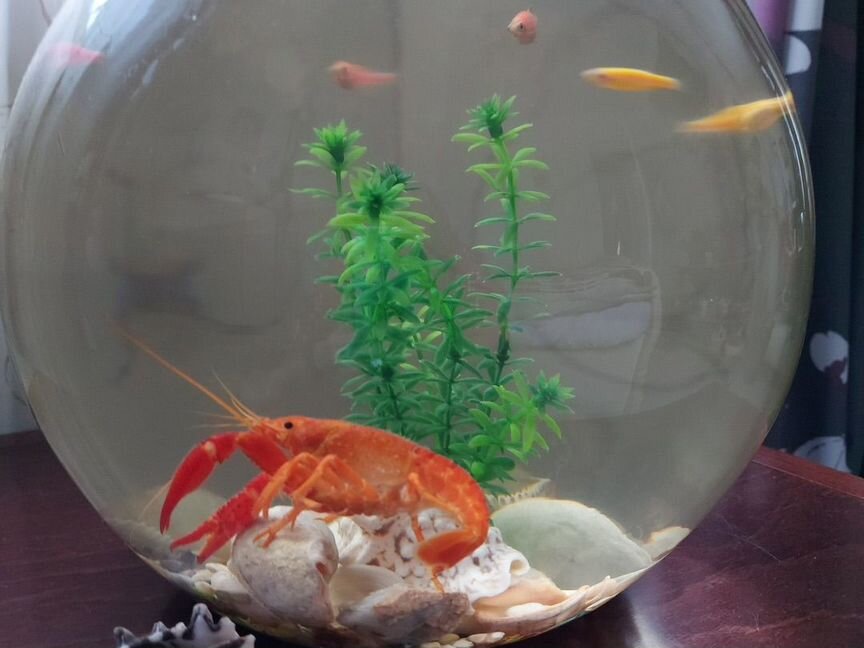 Аквариум круглый 10л