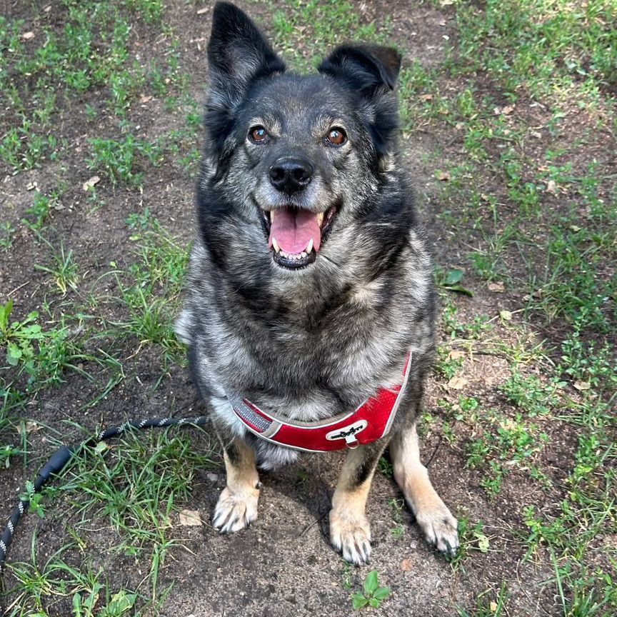 Прикольная старушка из приюта