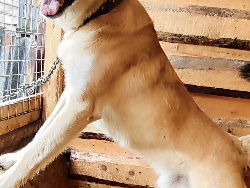 Помесь алабая