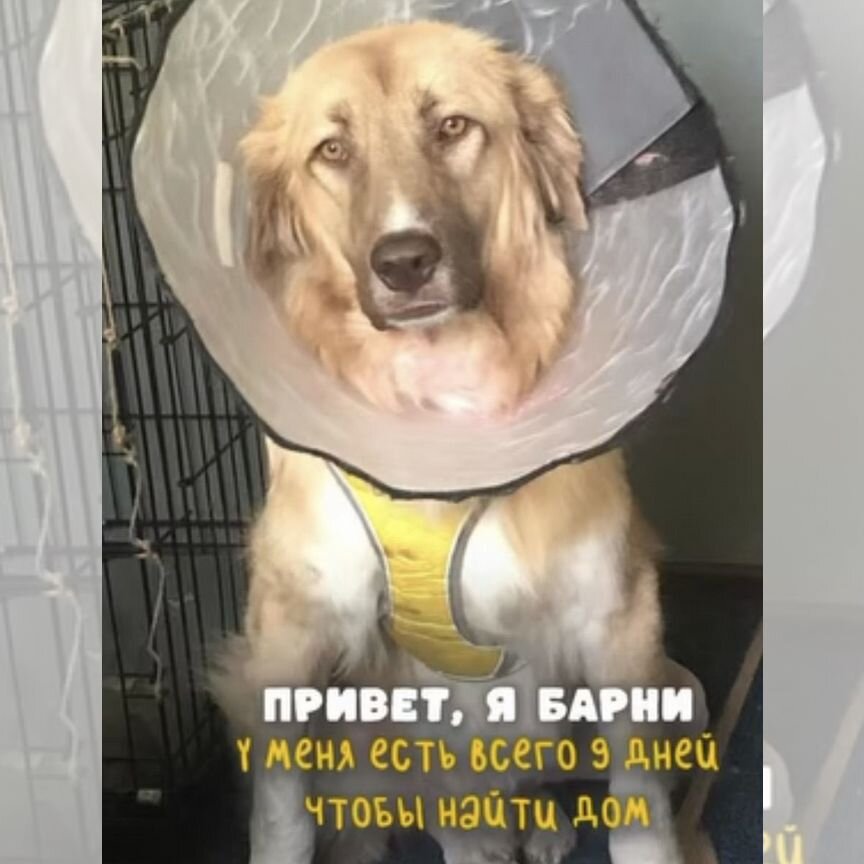 9 дней на поиск дома