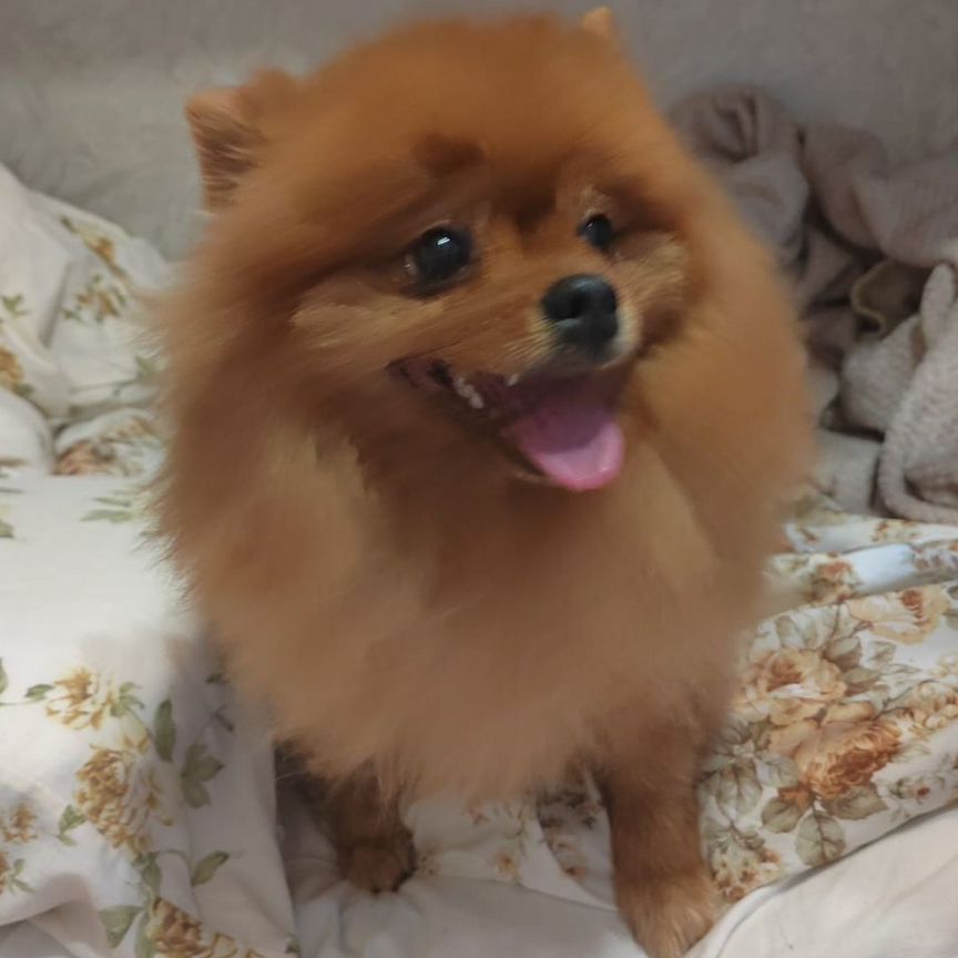 Померанский шпиц, взрослый пёс