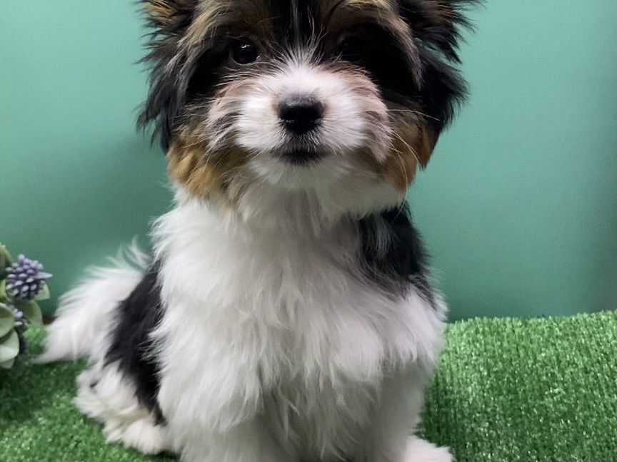 Небольшой мальчишечка бивер