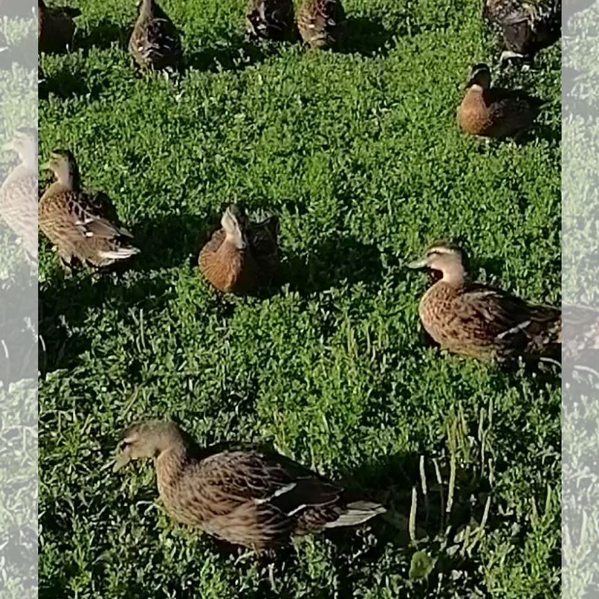 Утка кряква