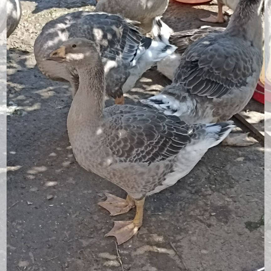 Гусь крупный серый